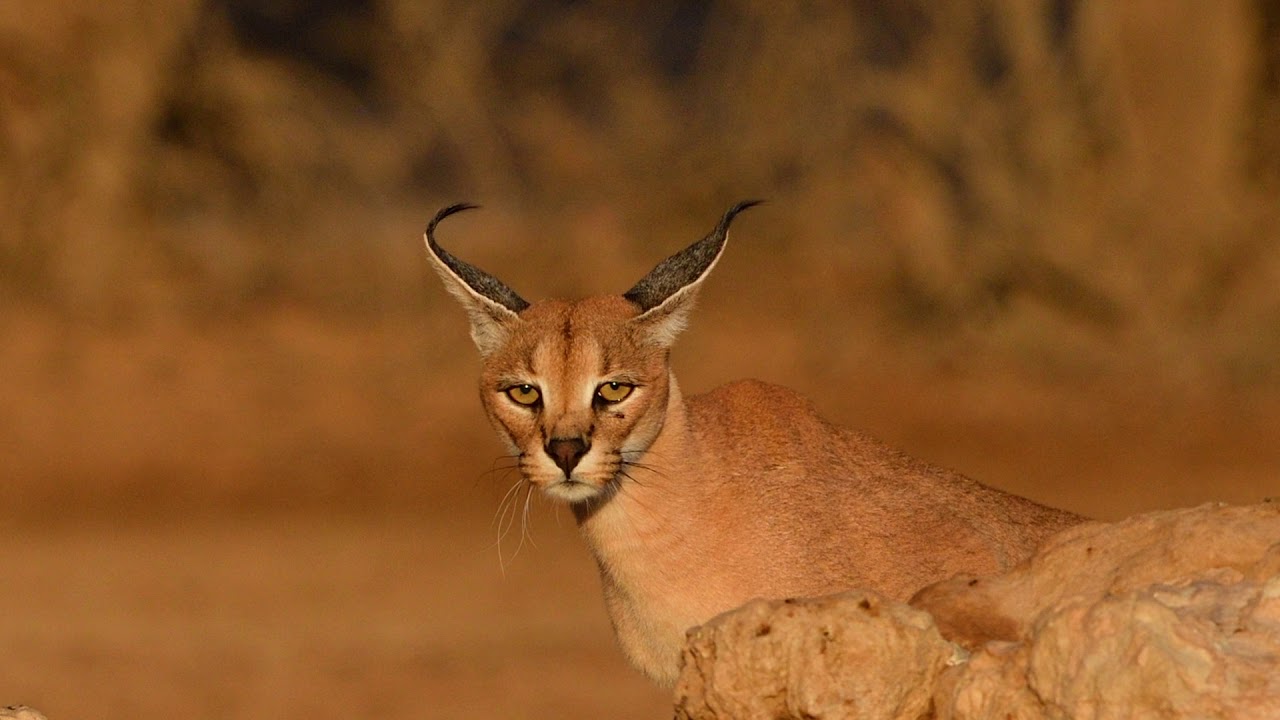 Kgalagadi Transfrontier Park - Caracal at Cubitje Quap Waterhole - YouTube