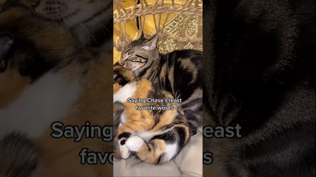 Cat gets angry with hooman #shorts - YouTube