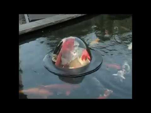 Floating Fish Dome - YouTube