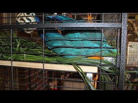 Another shipment of parrots are on tha way #awesome #information #birds ...