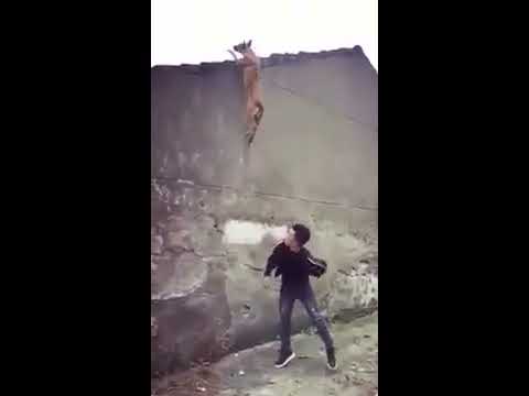 Kuşkusuz dünyadaki en sadık ve en akıllı hayvan Köpekler ...