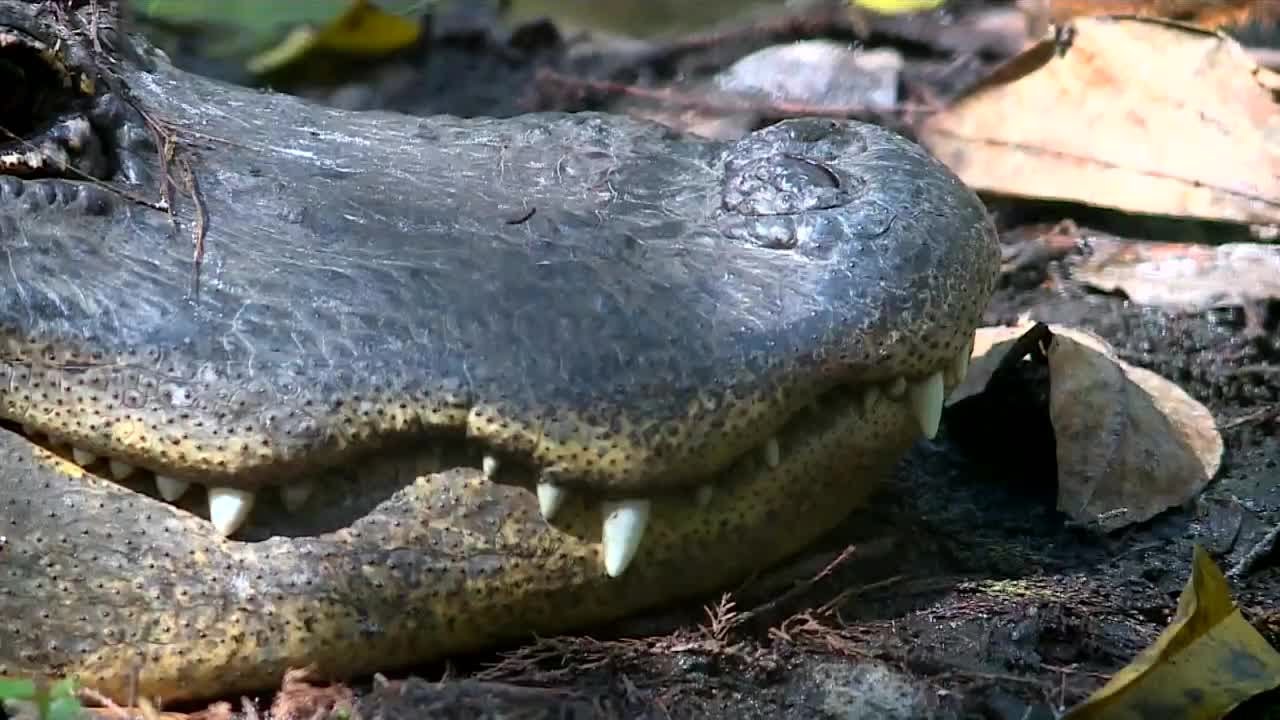 Wildlife expert gives tips on how to protect yourself, pets from ...