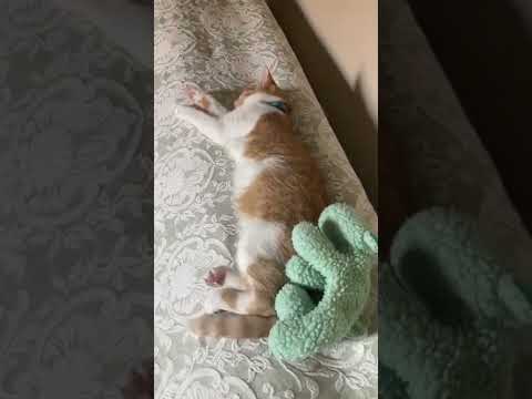 Kitten JJ has found a new fav napping spot - YouTube