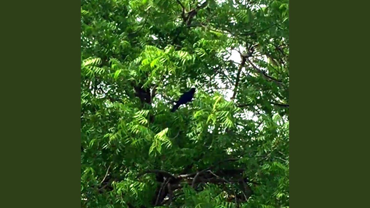 cuckoo bird sound - YouTube