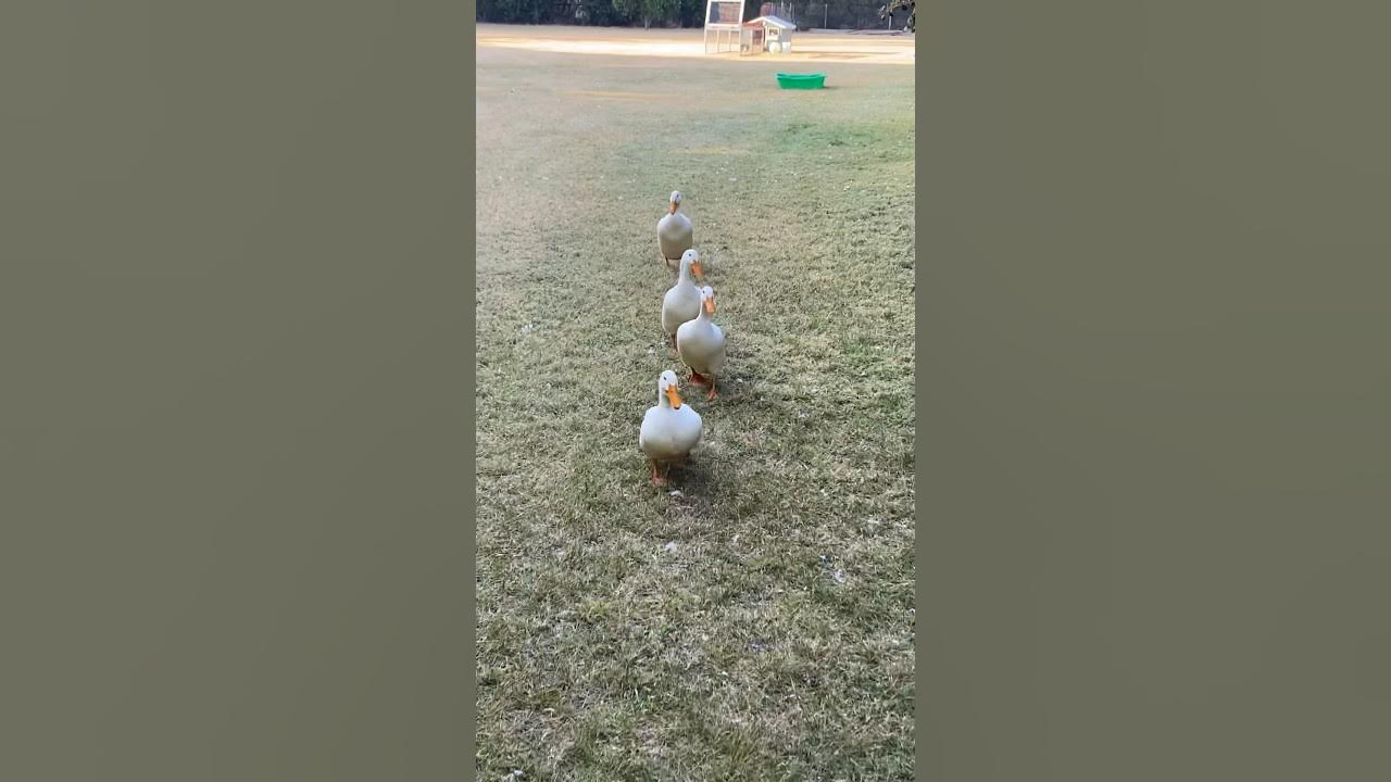 Getting my ducks in a row… #duck #pets #ducks - YouTube