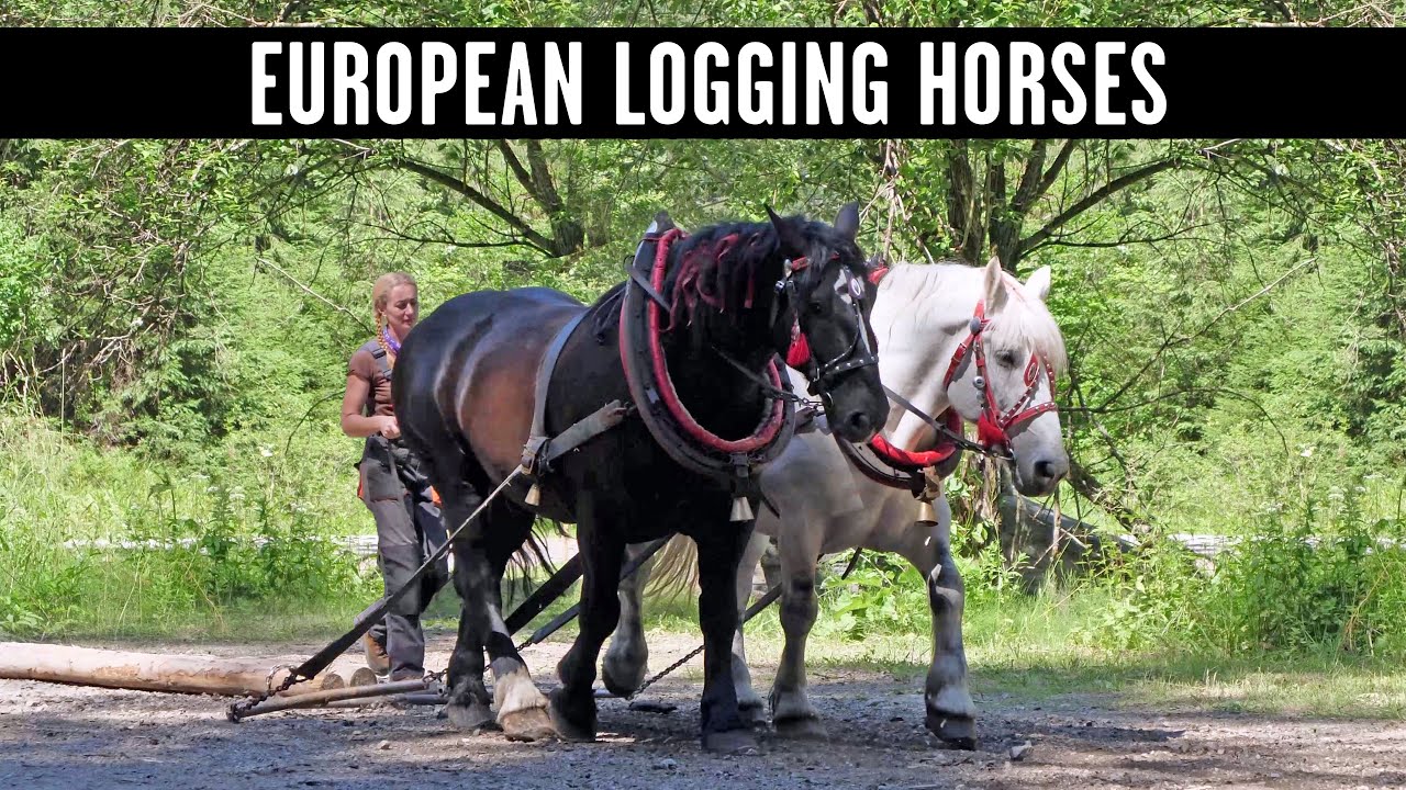 European Logging Horses #logging #horse - YouTube
