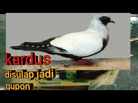 PAGUPON MERPATI SEDERHANA - YouTube
