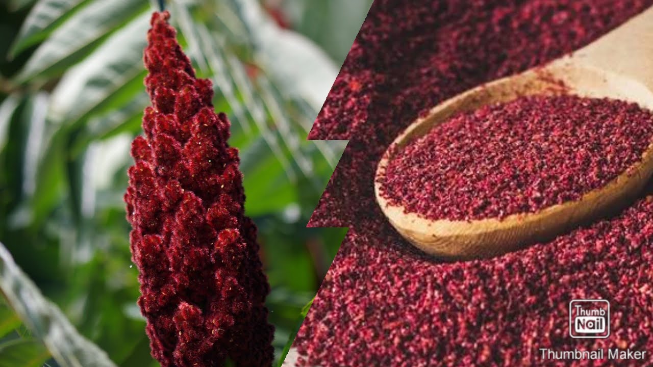 Od dekorativnog drveta kiseli ruj pravi se najpoznatiji zdrav začin ...