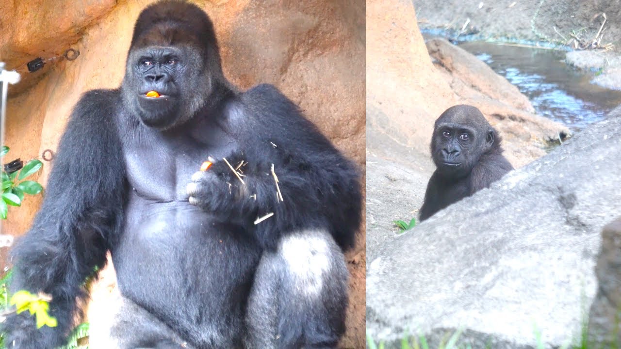 Baby gorilla Sumomo and her giant silverback father Haoko who weighs ...