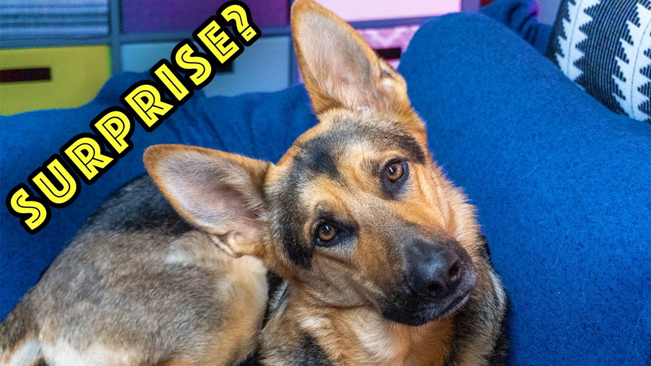 German Shepherd Surprise! - YouTube