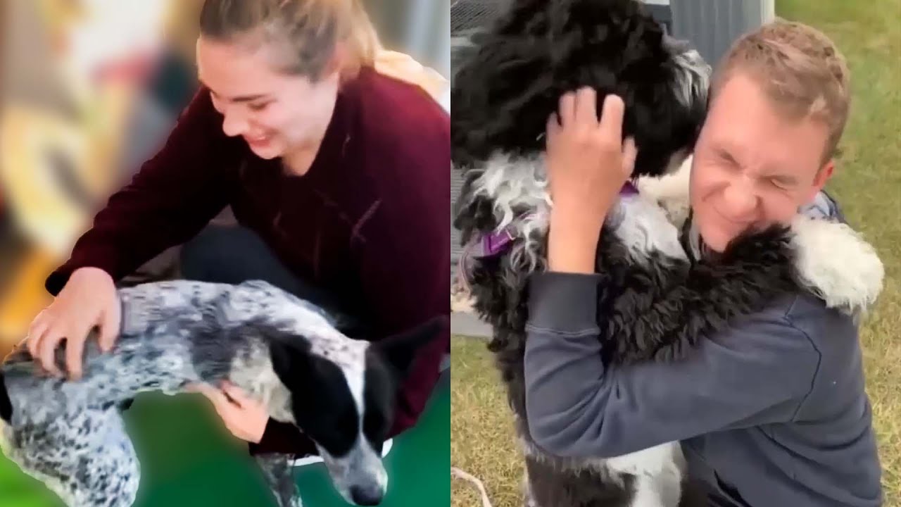 Most Heartwarming Dogs Reunited With Owners || Heartsome 💖 - YouTube