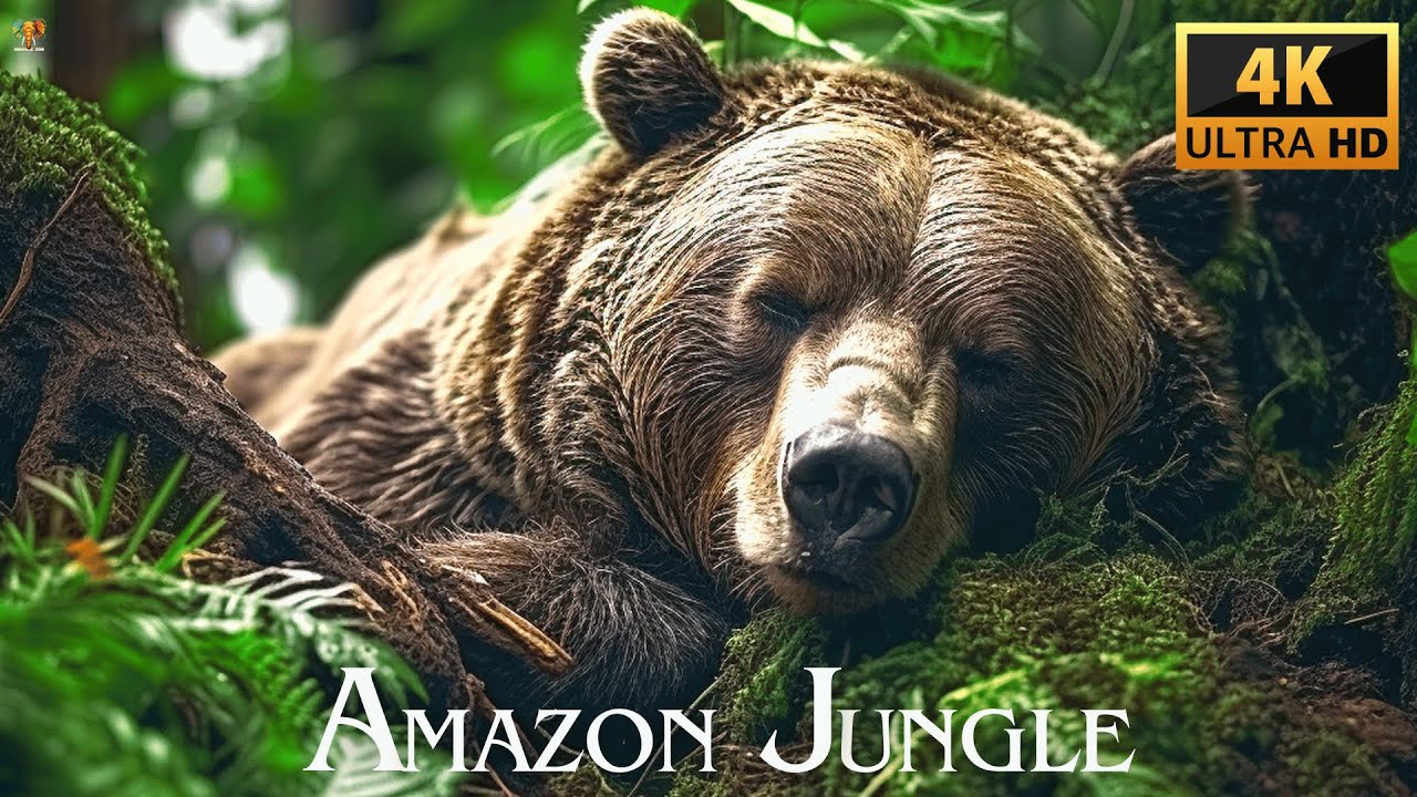 AMAZON JUNGLE 4K ULTRA HD | Rainforest Animals - YouTube