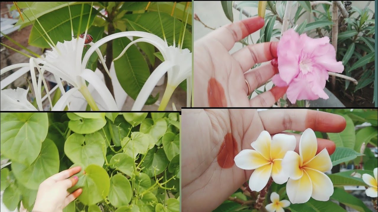 terrace🏡 view | Sudarshan flower plant @minislifestylenature ...