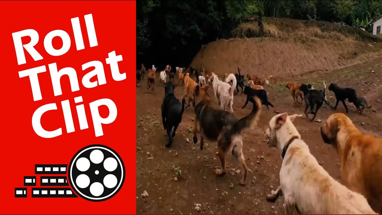 Largest Dog Shelter *600 Dogs* | RollThatClip - YouTube