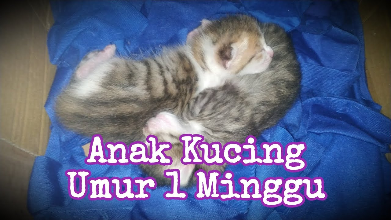 Anak Kucing Umur 1 Minggu 🌞 Dunia Kucing 😽 Dunia Binatang - YouTube