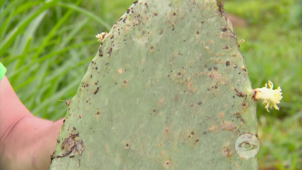 Paso a paso en el establecimiento del nopal | La Finca de Hoy - YouTube