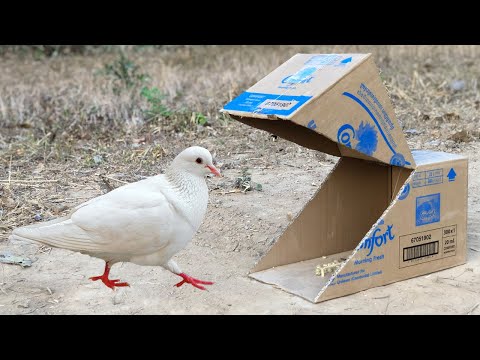 Experiment : Making Pigeon Bird Trap using Paper Box