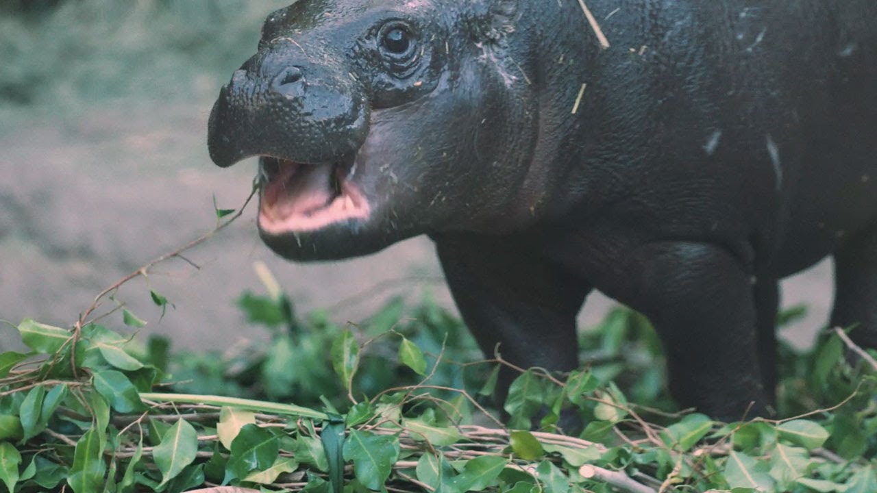 Hip-Ho-Ho-Ho: Pygmy Hippos Play with Festive Wreaths - YouTube