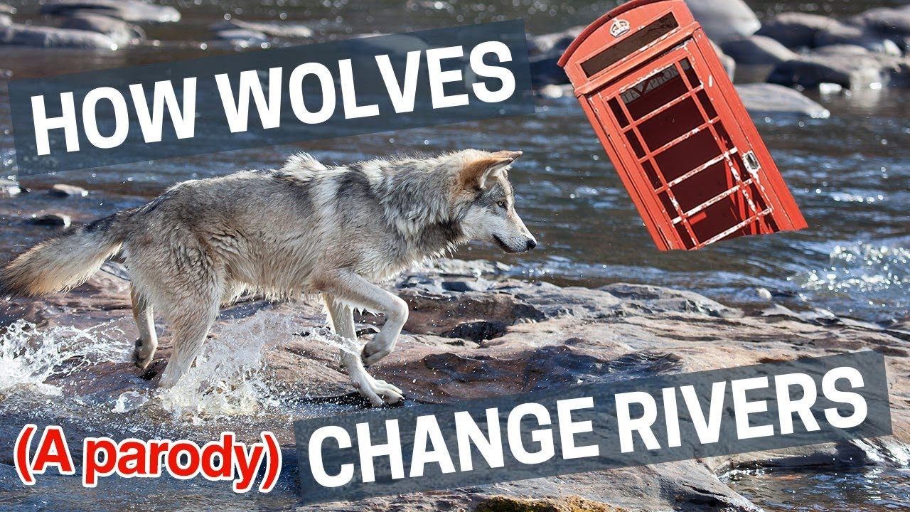 How Wolves Change Rivers (A Parody) - YouTube
