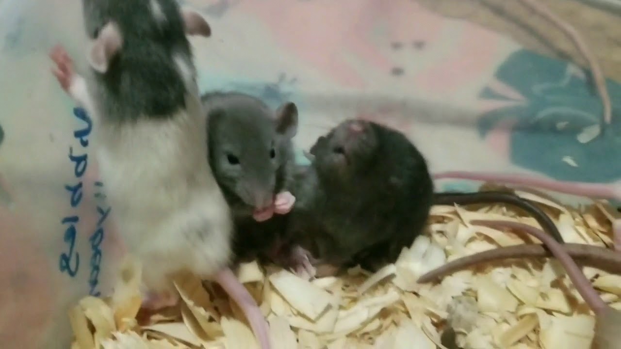Rat Babies Siamese Dwarf, Marten, Silvermane - YouTube