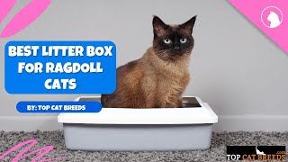 Best Litter Box for Ragdoll Cats | Top Cat Breeds