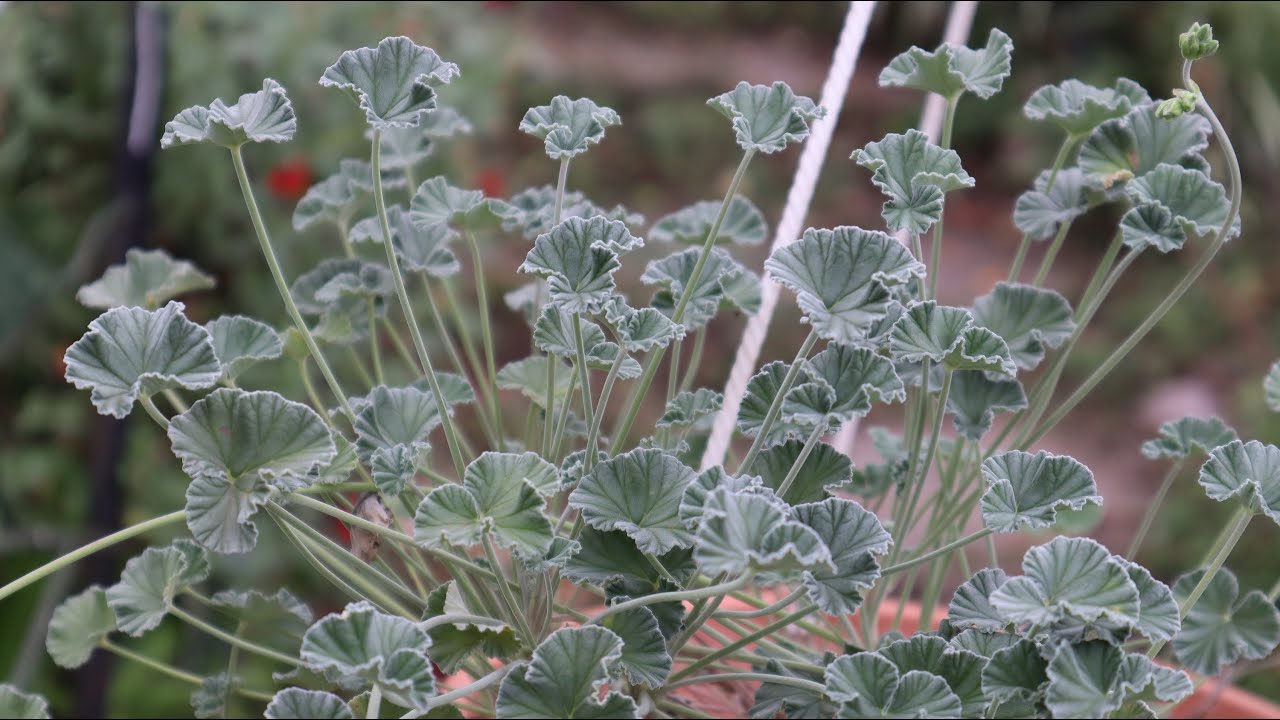 Pelargonium sidoides - Geranio africano - cuidados - kaloba ...