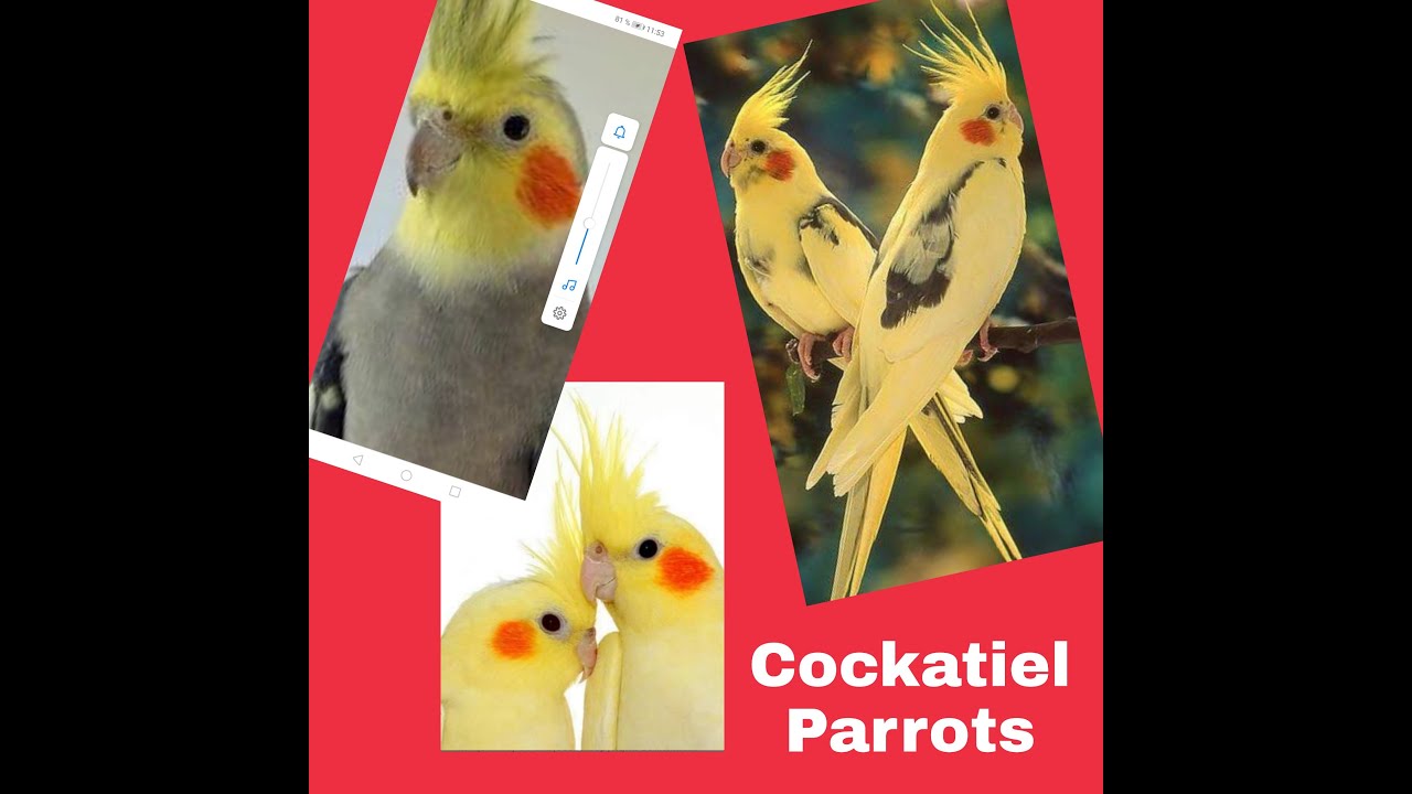 FALK Parrots lays eggs.. Surpriseeee...!! Finally she produced ...