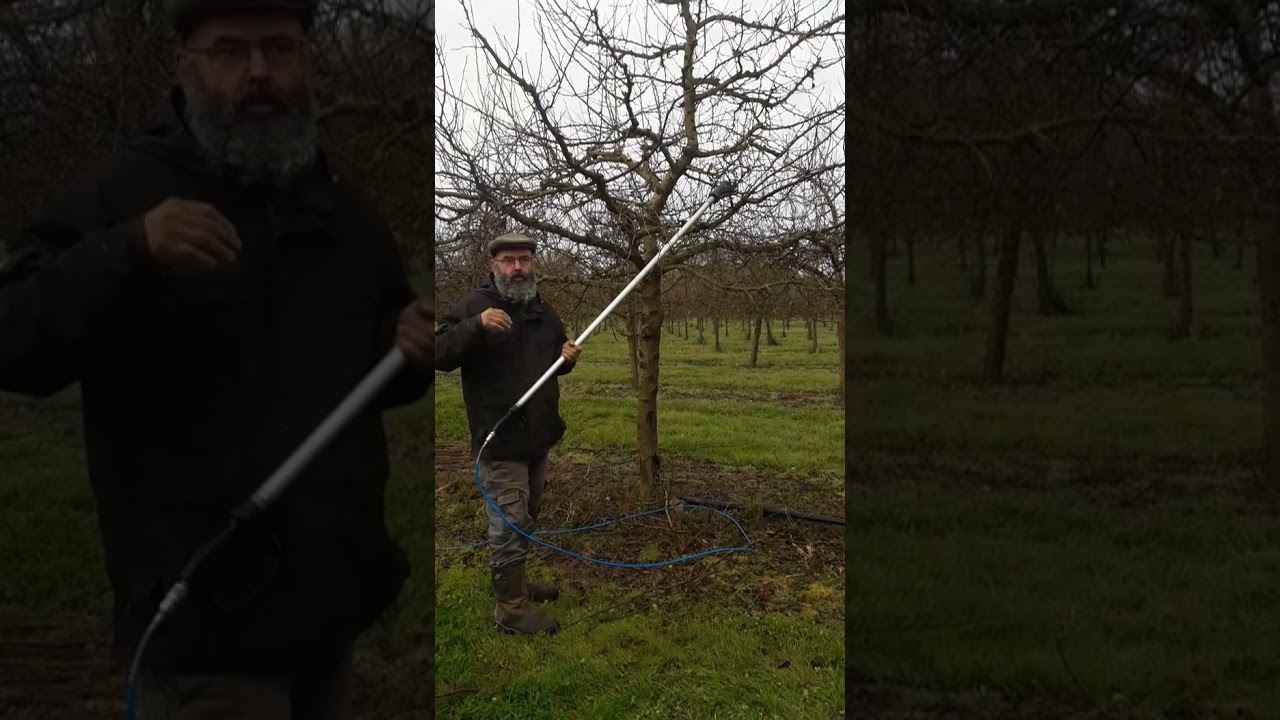 Taille prunier fructification - YouTube