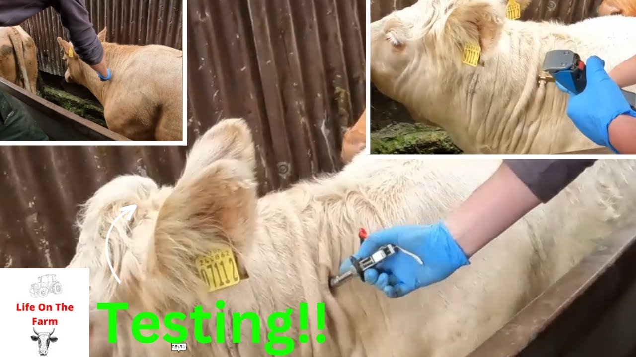 TB testing cattle!! - YouTube