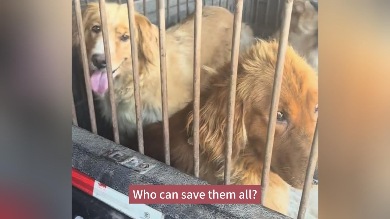 No one can save them all - YouTube