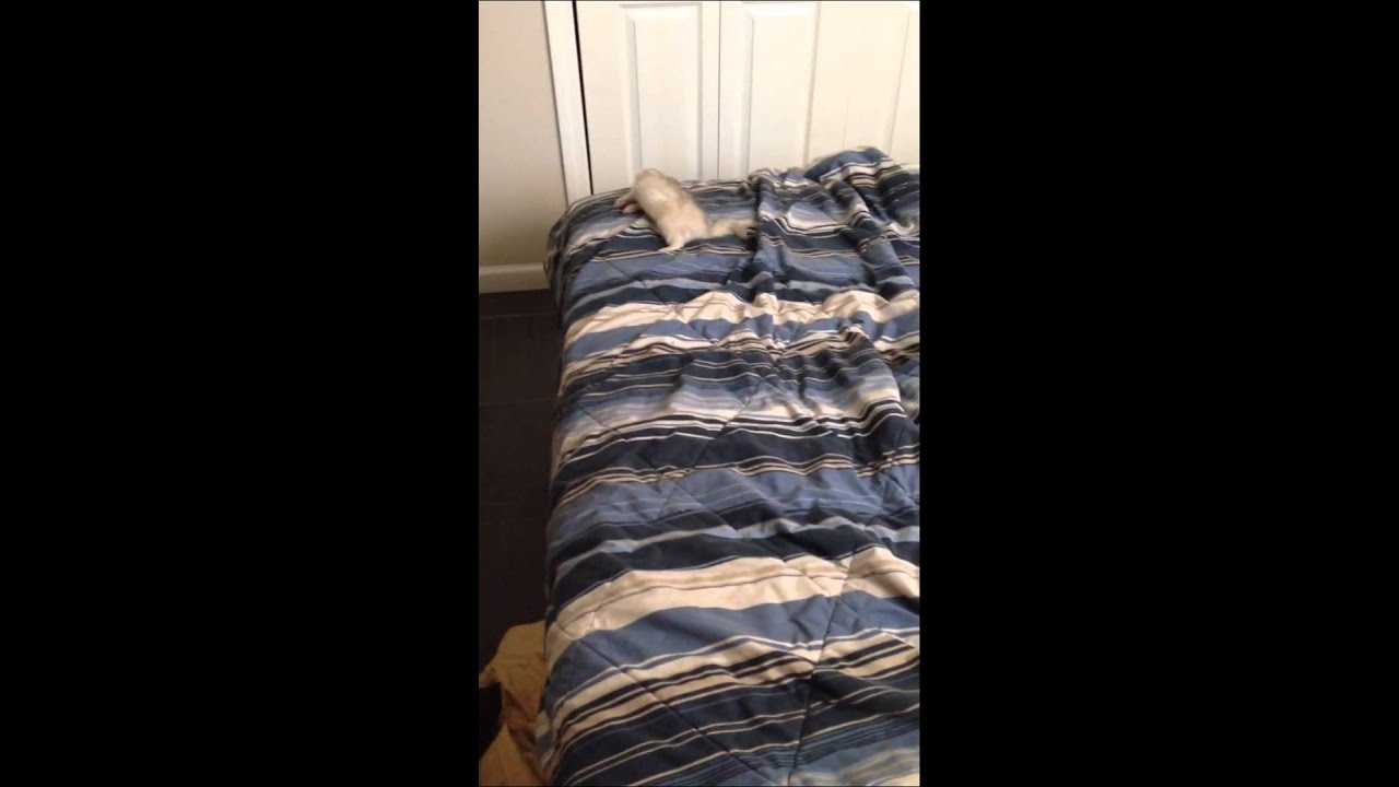 Dooking Weasel War Dance - Performed by Stoat, the Ferret!! - YouTube