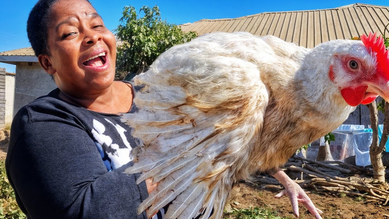 The best Zimbabwean chicken intestines recipe - YouTube