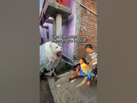 Can macanan memangsa bocil ff‼️#shortviral #shortsviral - YouTube