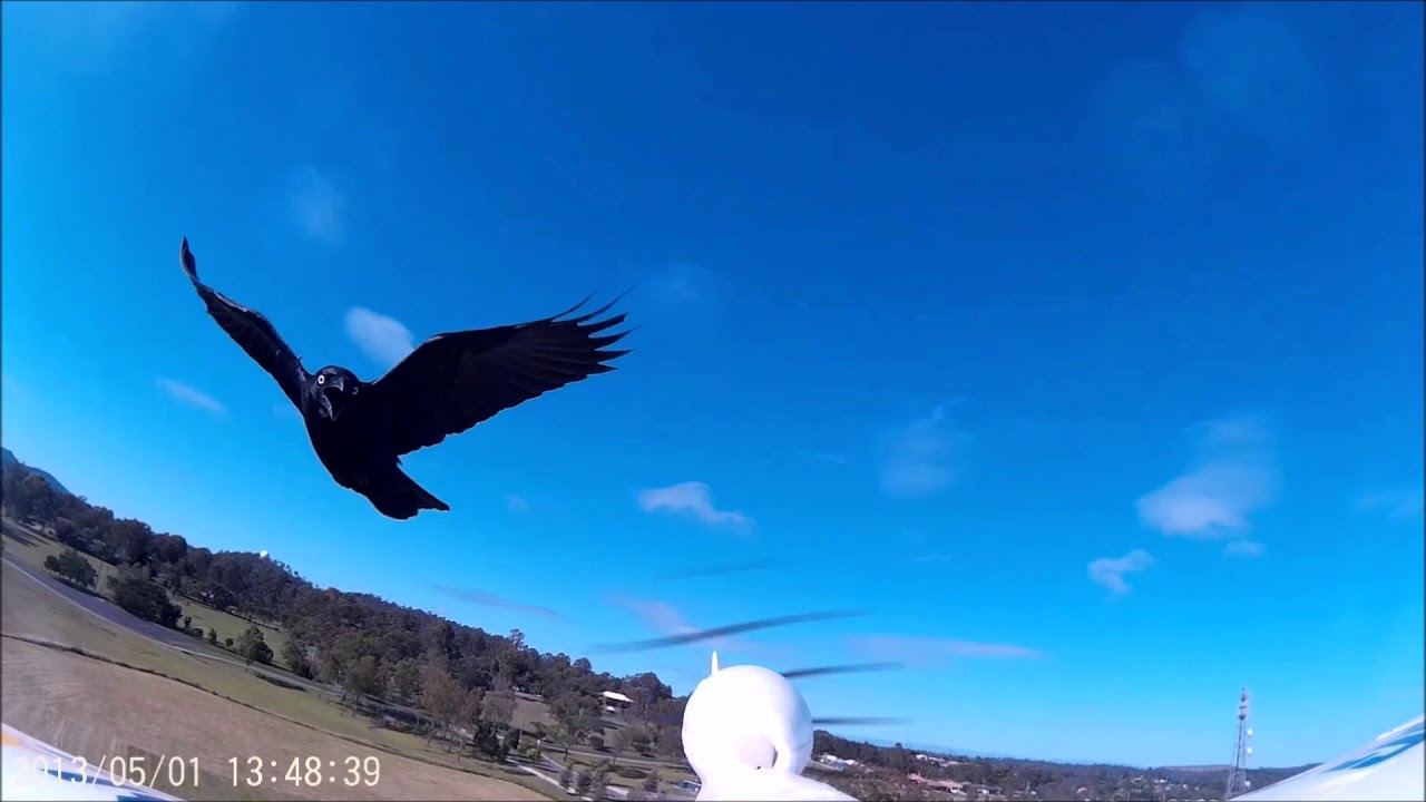 The Angry Crow - YouTube