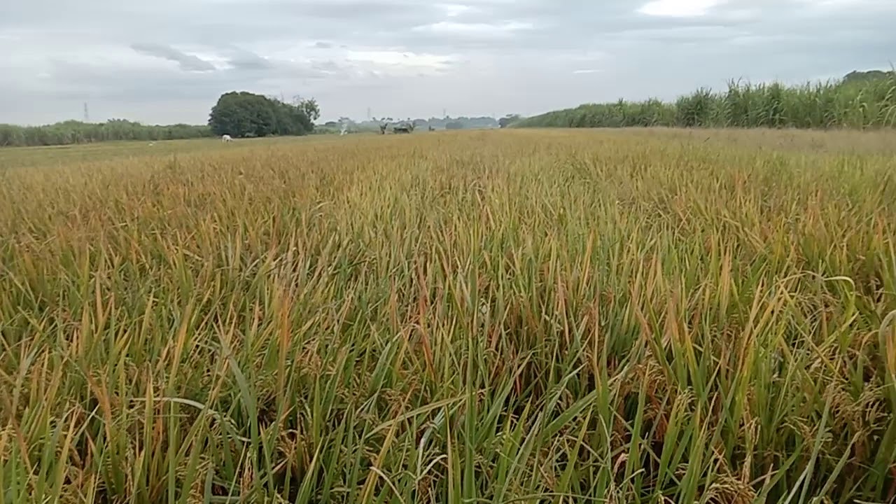 Rice Dry Direct Seeding - YouTube