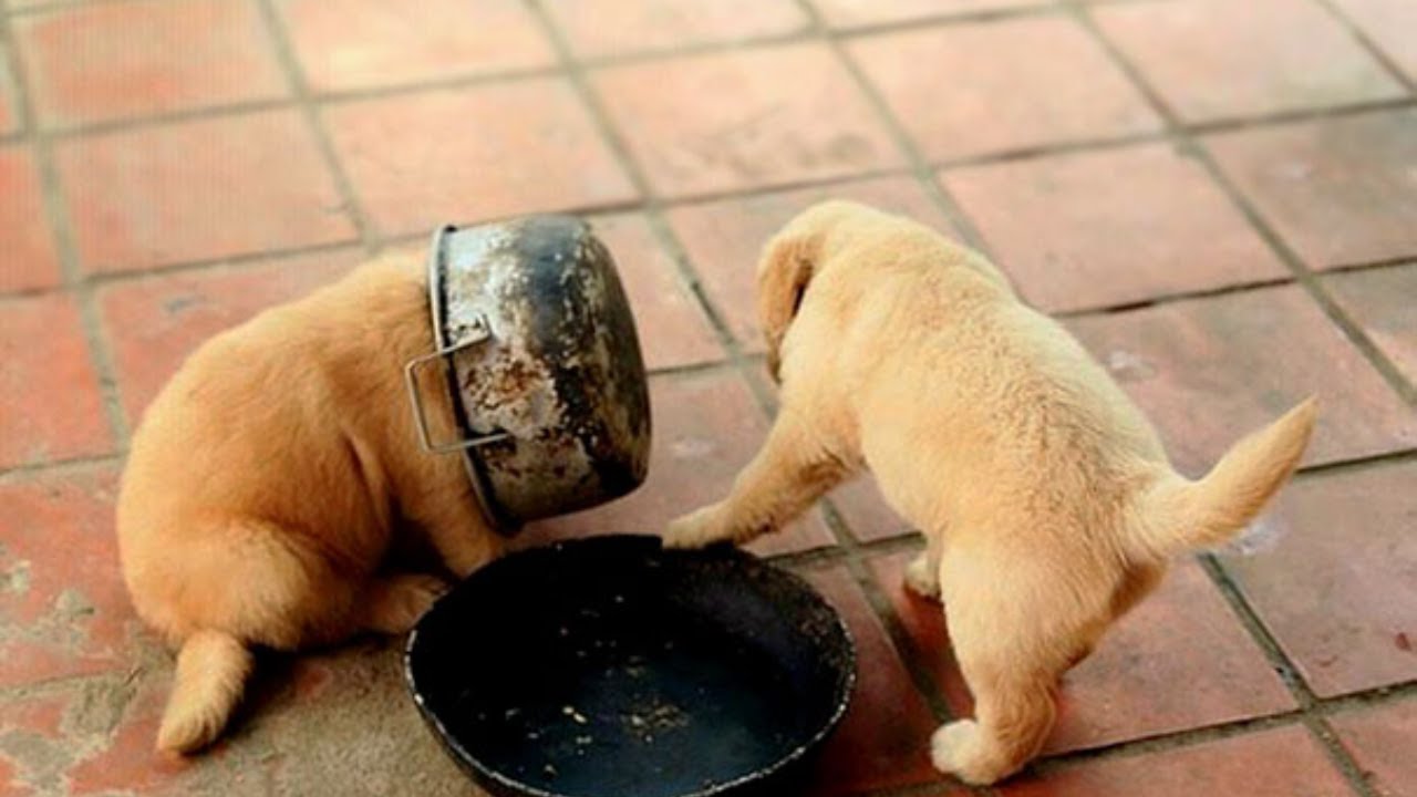 When Animals Fail: The Ultimate Collection of Funny Animal Fails ...