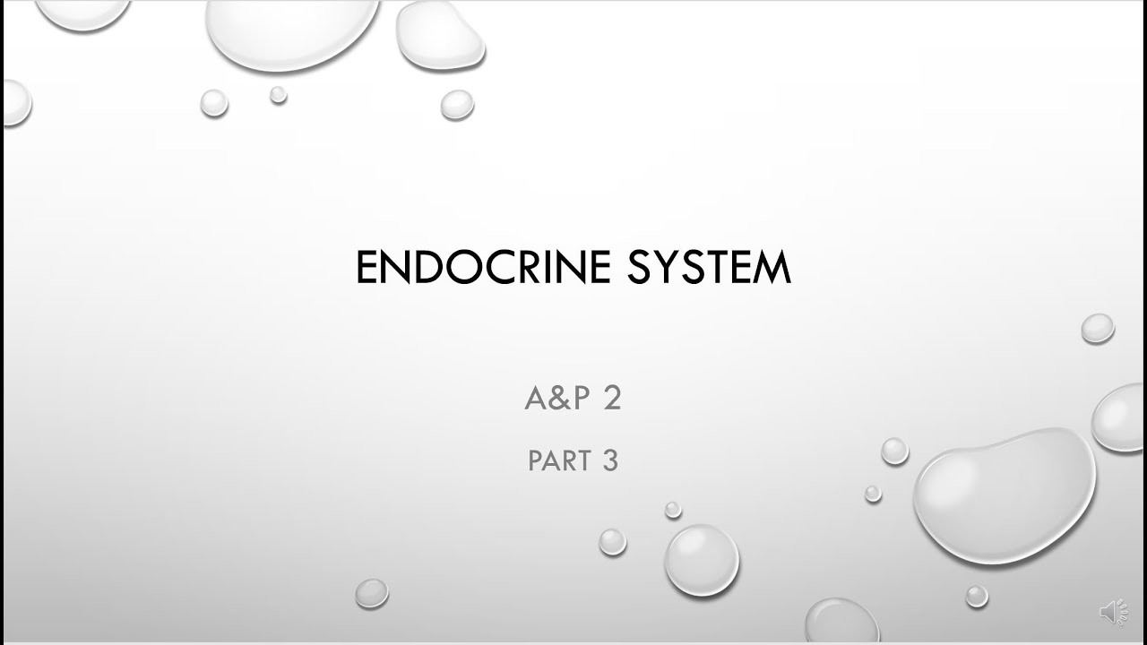 A&P 2 Endocrine System Part 3 - YouTube