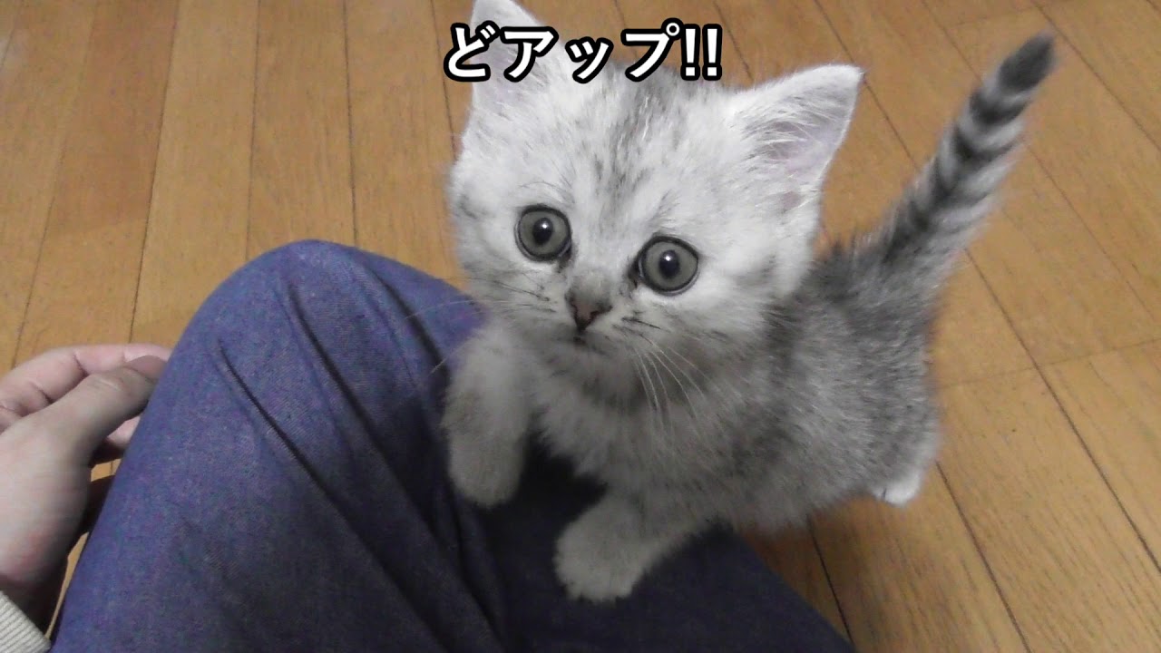 【マイルドキャッツ #4】『ミヌエットの子猫・みるみる』キャットタワー登りに挑戦⁉[猫動画]【MILD CATS】（再UP） - YouTube