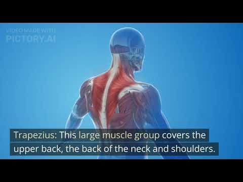 MUSCLES OF TORSO MODEL #education #educationalvideo #educational # ...