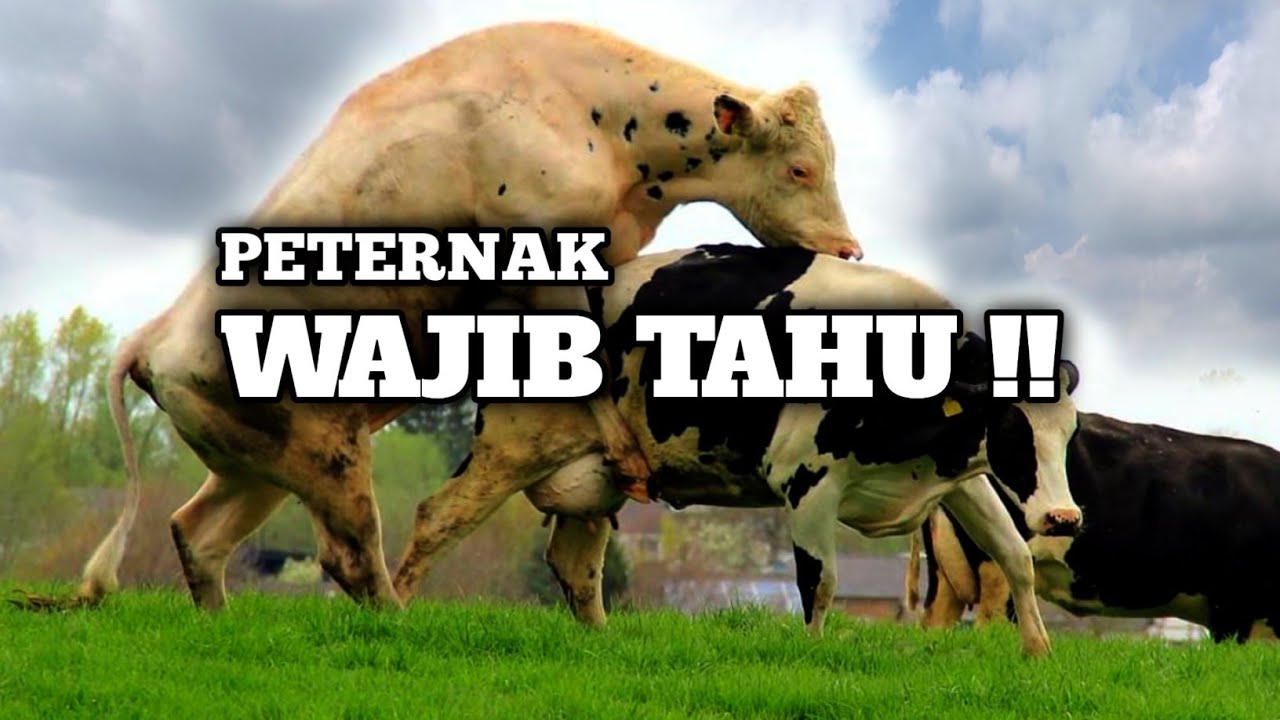 Sapi birahi | Cara mengetahui sapi birahi | tips mengetahui sapi yang ...
