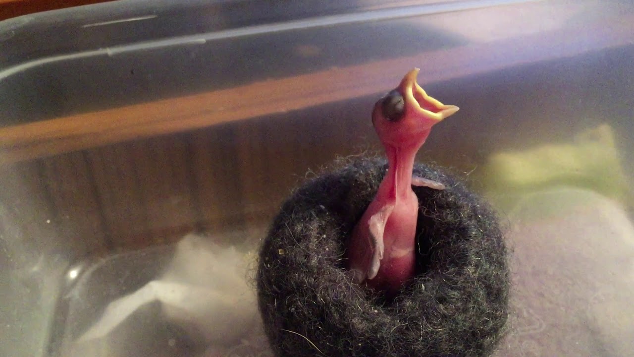 Feeding a sparrow hatchling - YouTube