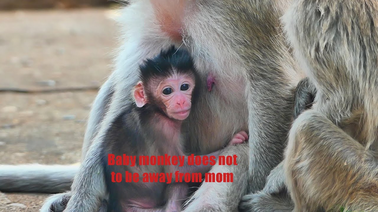 A group of monkeys waiting for the baby monkey to run - YouTube