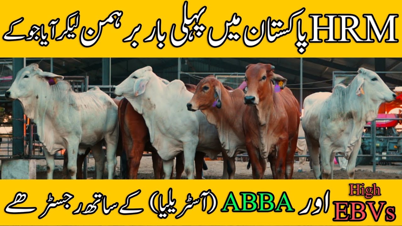 First BRAHMAN Farm in Pakistan with EBVs and registration with ABBA ...