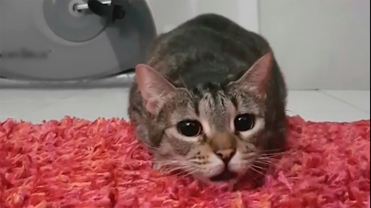 Funny Moments of Funniest Cats and Funny Reaction - Weekly Compilation ...