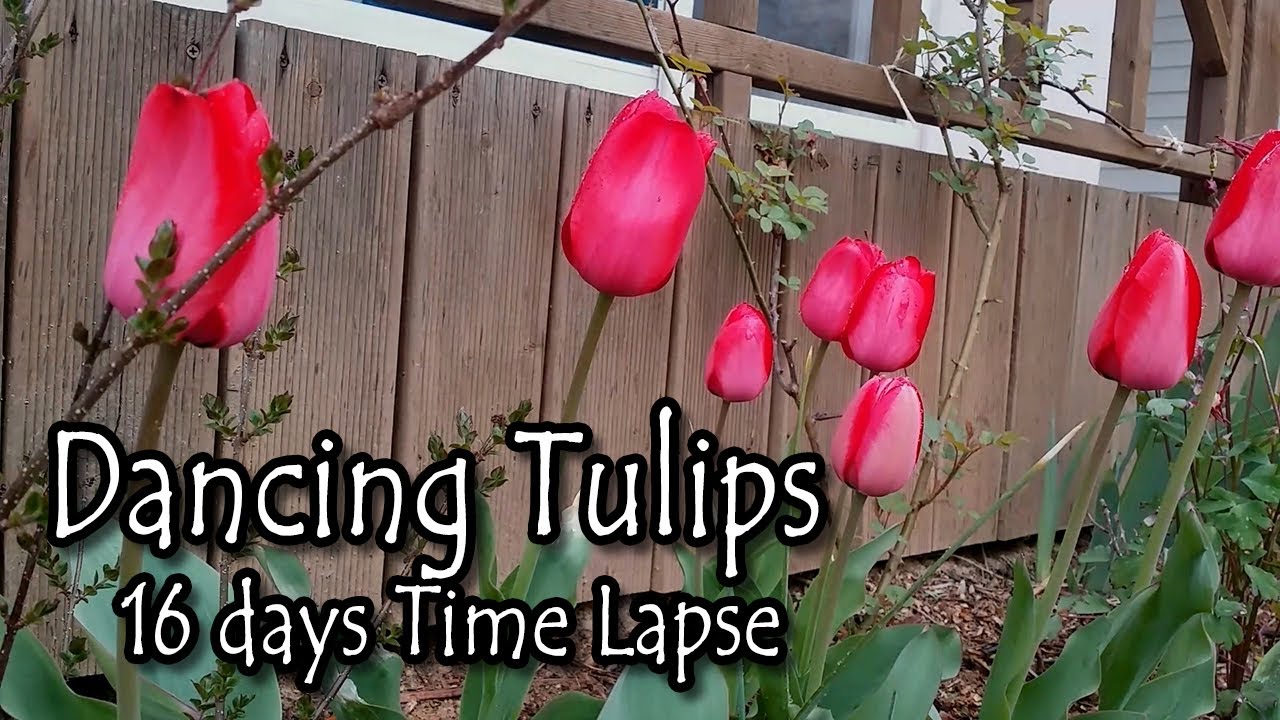 [Healing Video] Blooming Flower Time Lapse. Tulips dance with the music ...