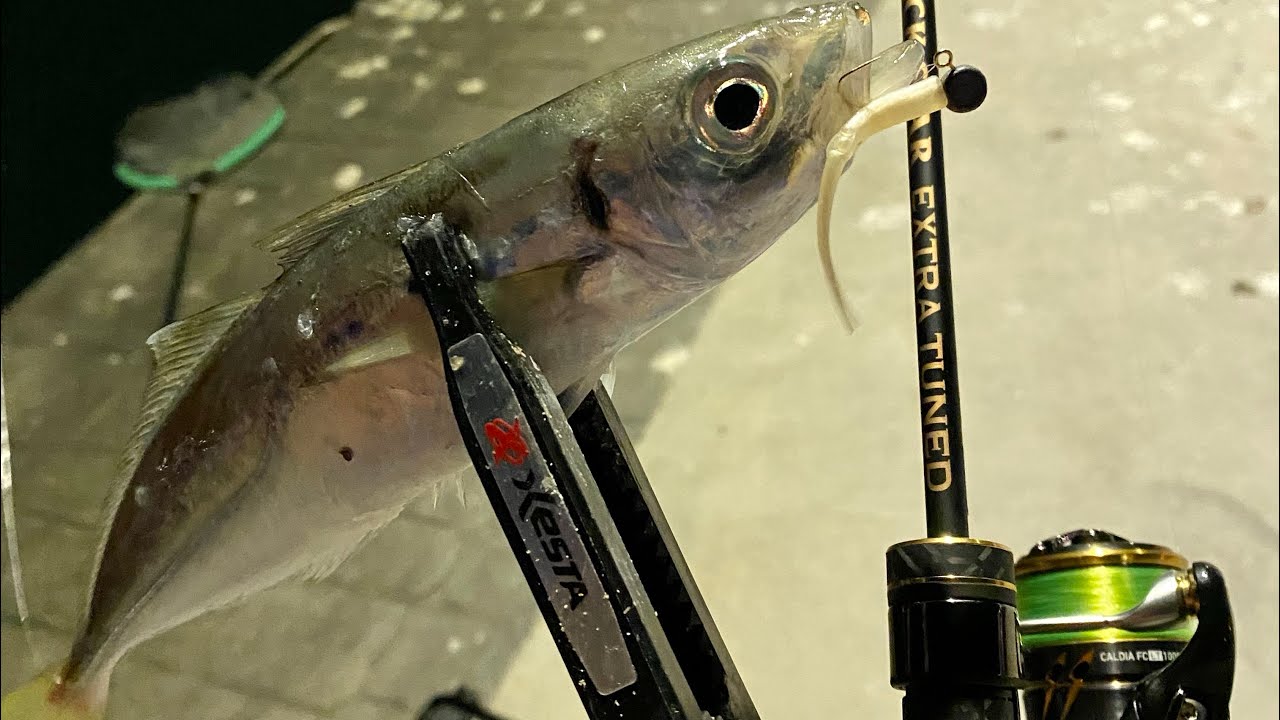 XESTA EXTRA TUNED AJI GAME Lrf fishing in Greece - YouTube