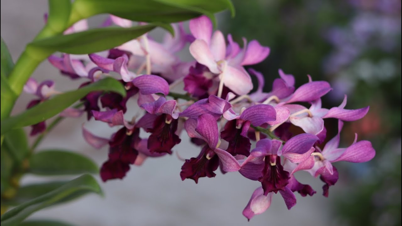 "Dendrobium Serene Chang" একটু ভিন্ন স্বাদের ডেনড্রোবিয়াম অর্কিড ...