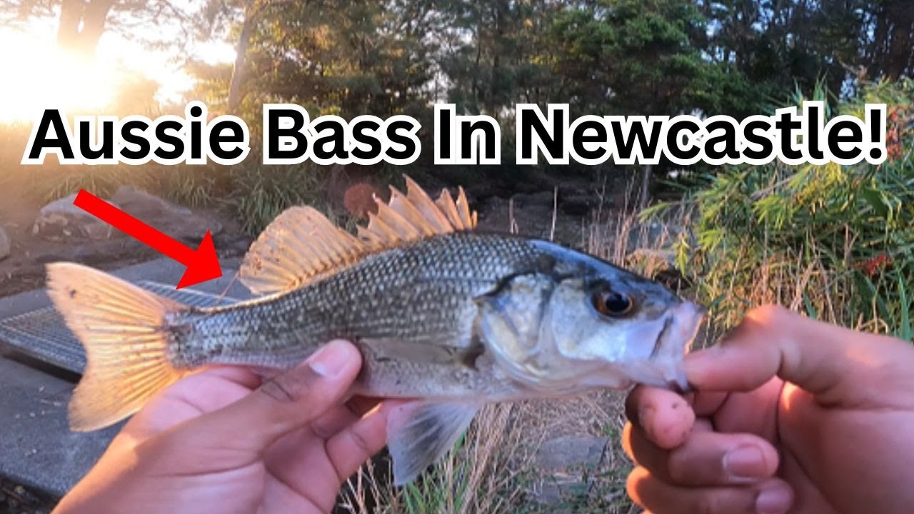 LAND BASED Aussie Bass Fishing! | Newcastle, NSW - YouTube