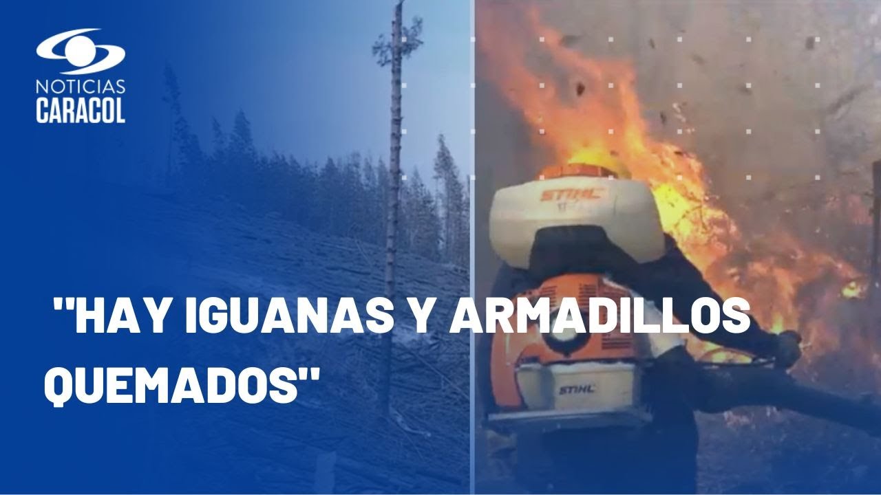 Hay animales calcinados: llamas por incendio en Aguazul, Casanare ...