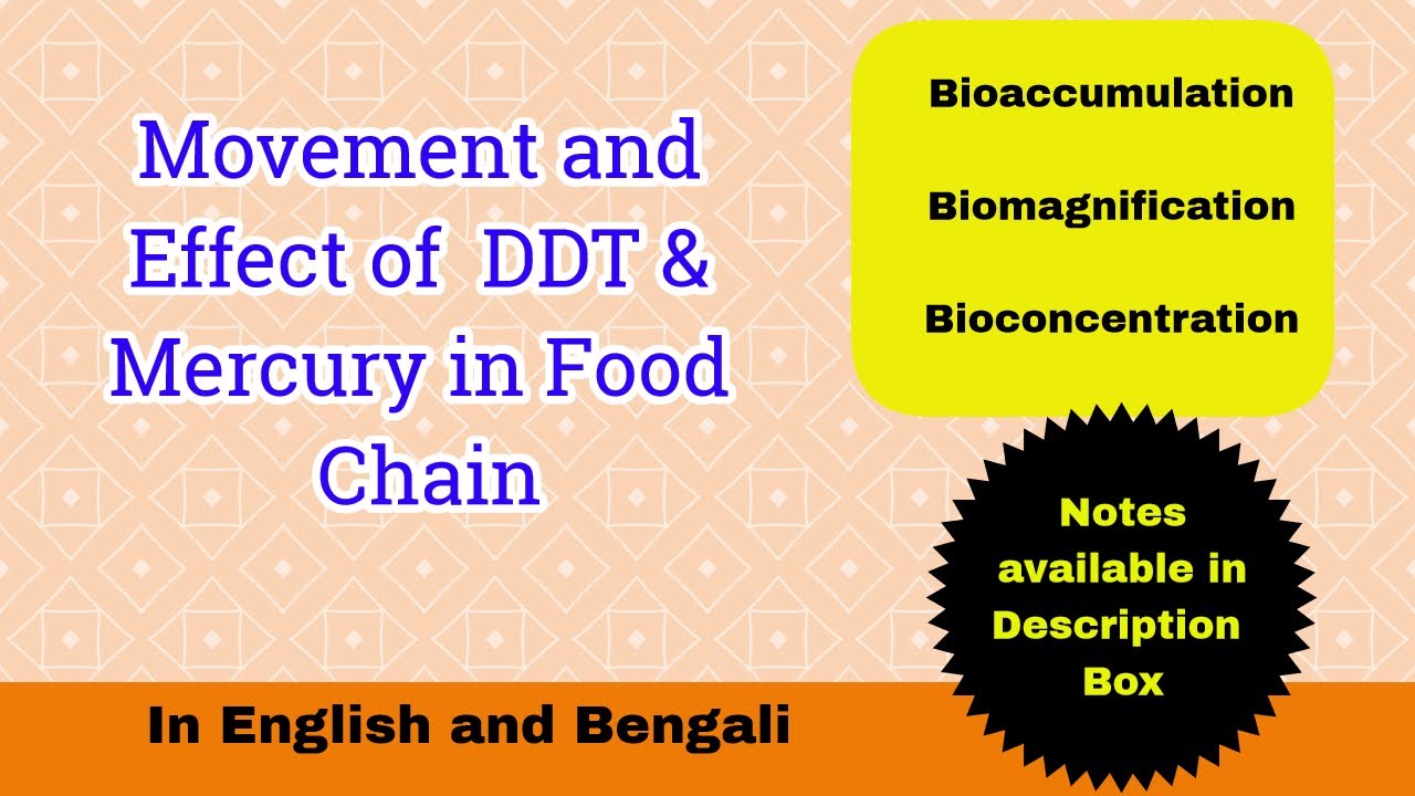 Ddt Food Chain